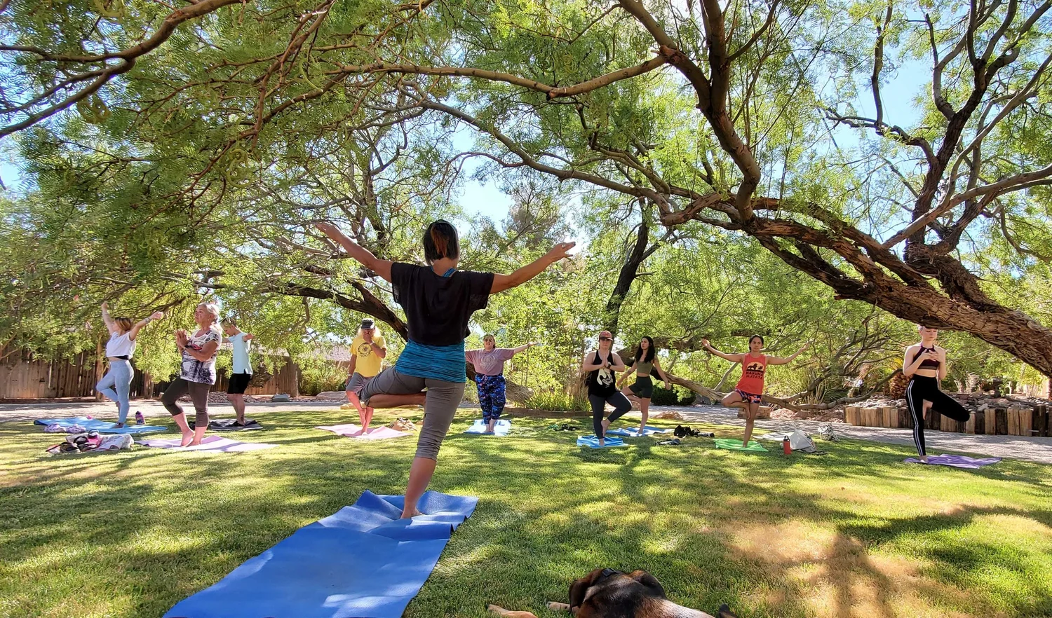 Yoga — Cactus Joe's Blue Diamond Nursery