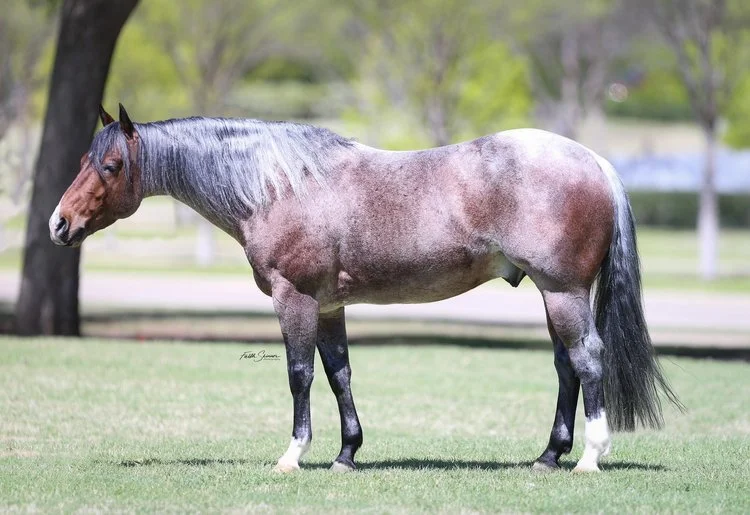 PERFORMANCE HORSES — Timber Creek Veterinary Hospital