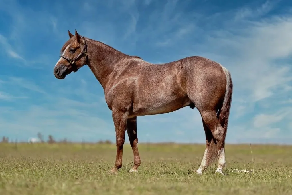 PERFORMANCE HORSES — Timber Creek Veterinary Hospital
