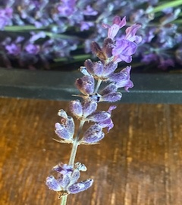 Classes & Seasonal — Blue Rouge