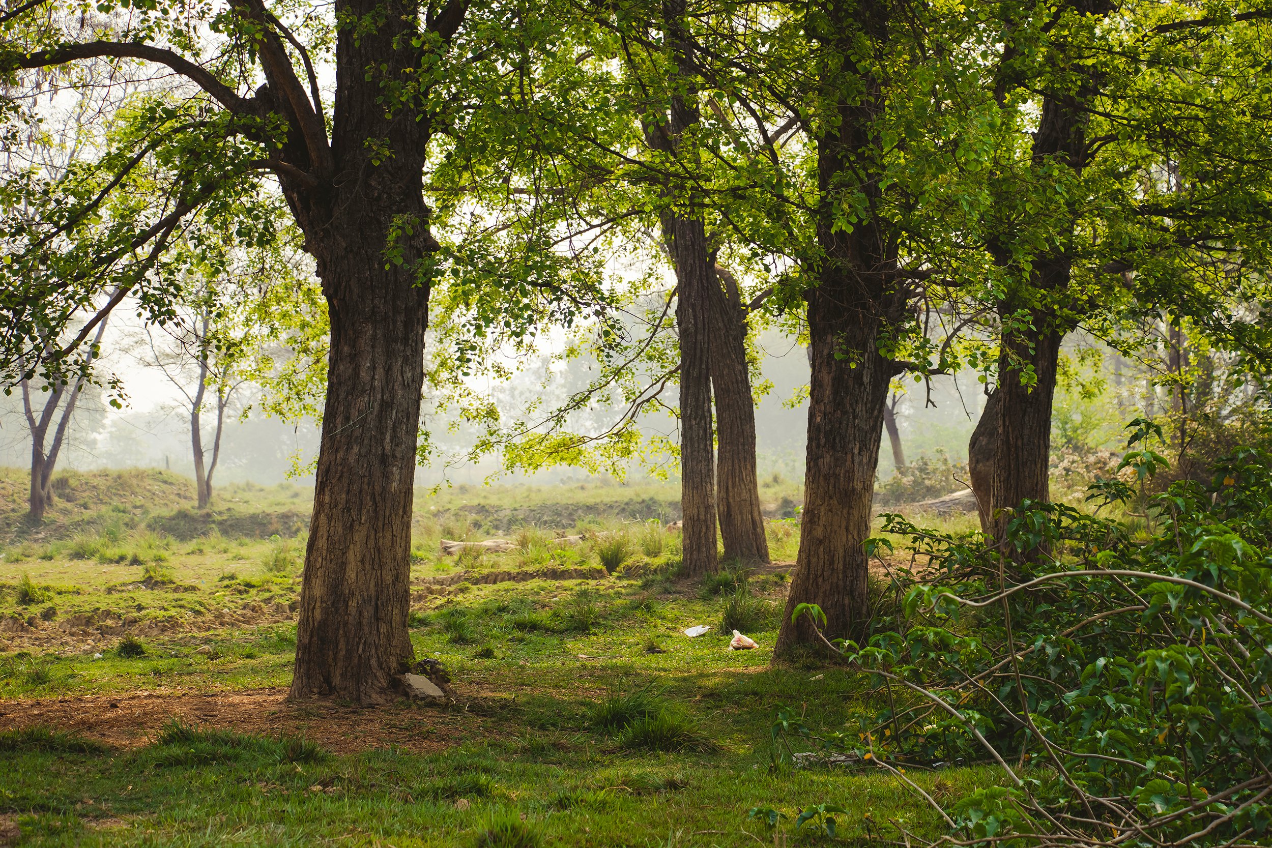 Plant a tree — Merle Kids