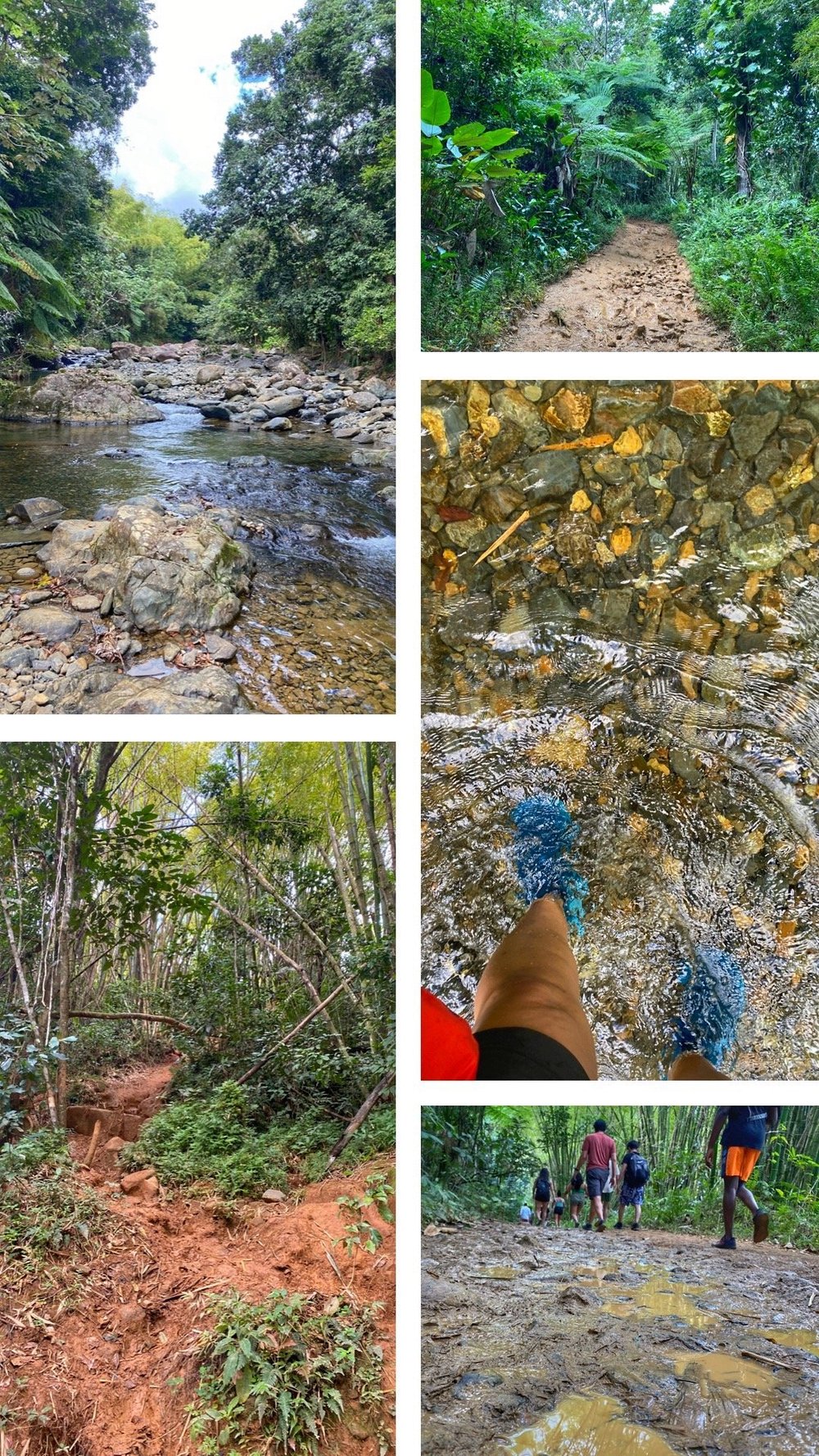 El Yunque National Forest — Trails and Travels with Lea