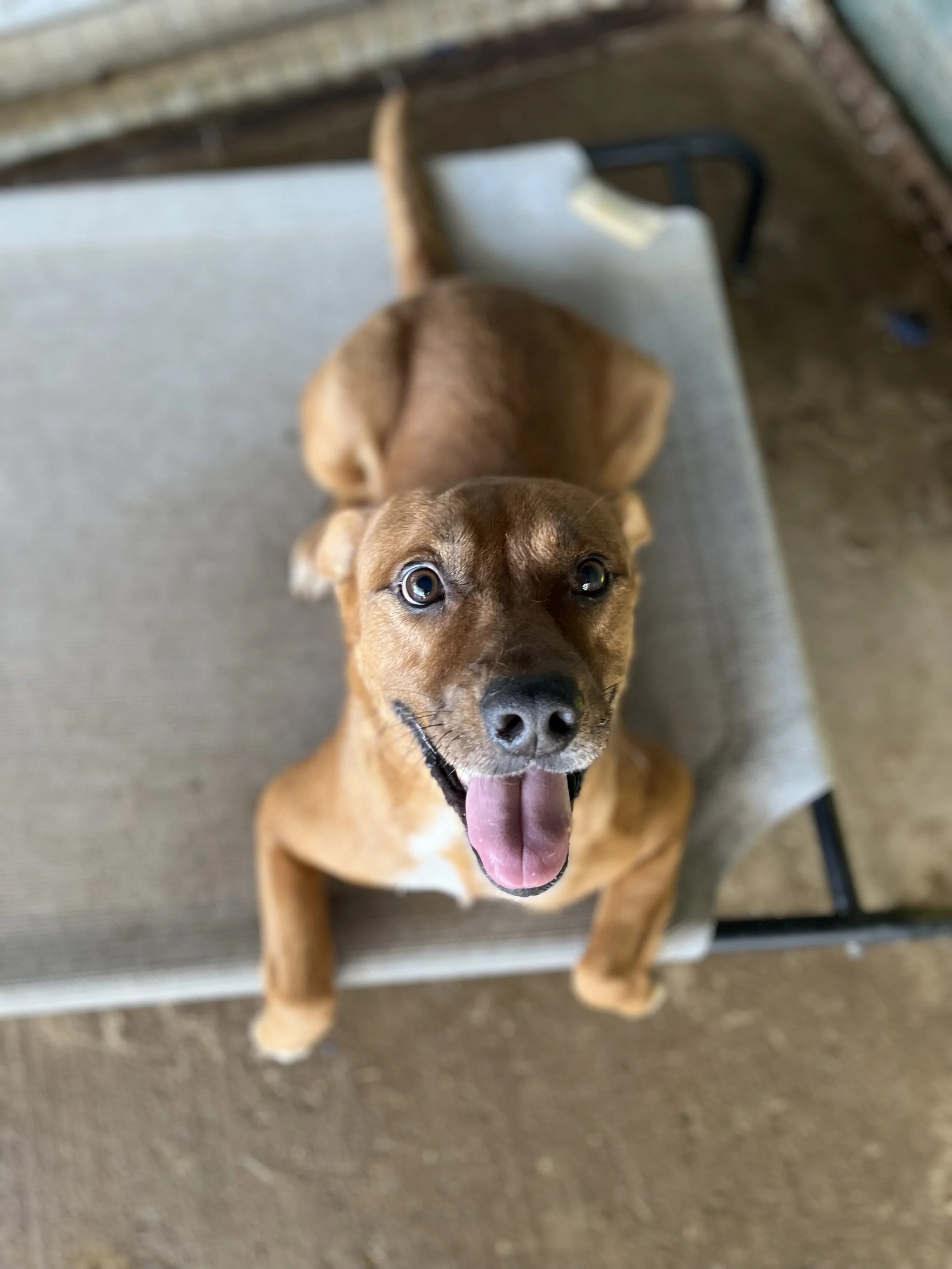 Adoptable Dogs — LARAS House Shelter