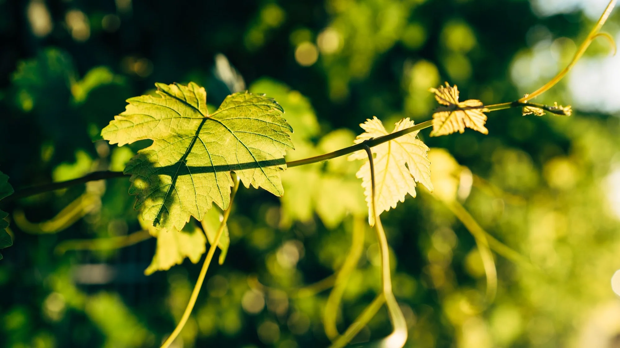 About Poplar Point in Washington, DC — Poplar Point DC