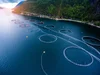 The Problematic Yet Promising Potential of Aquaculture | Christine Baek ...