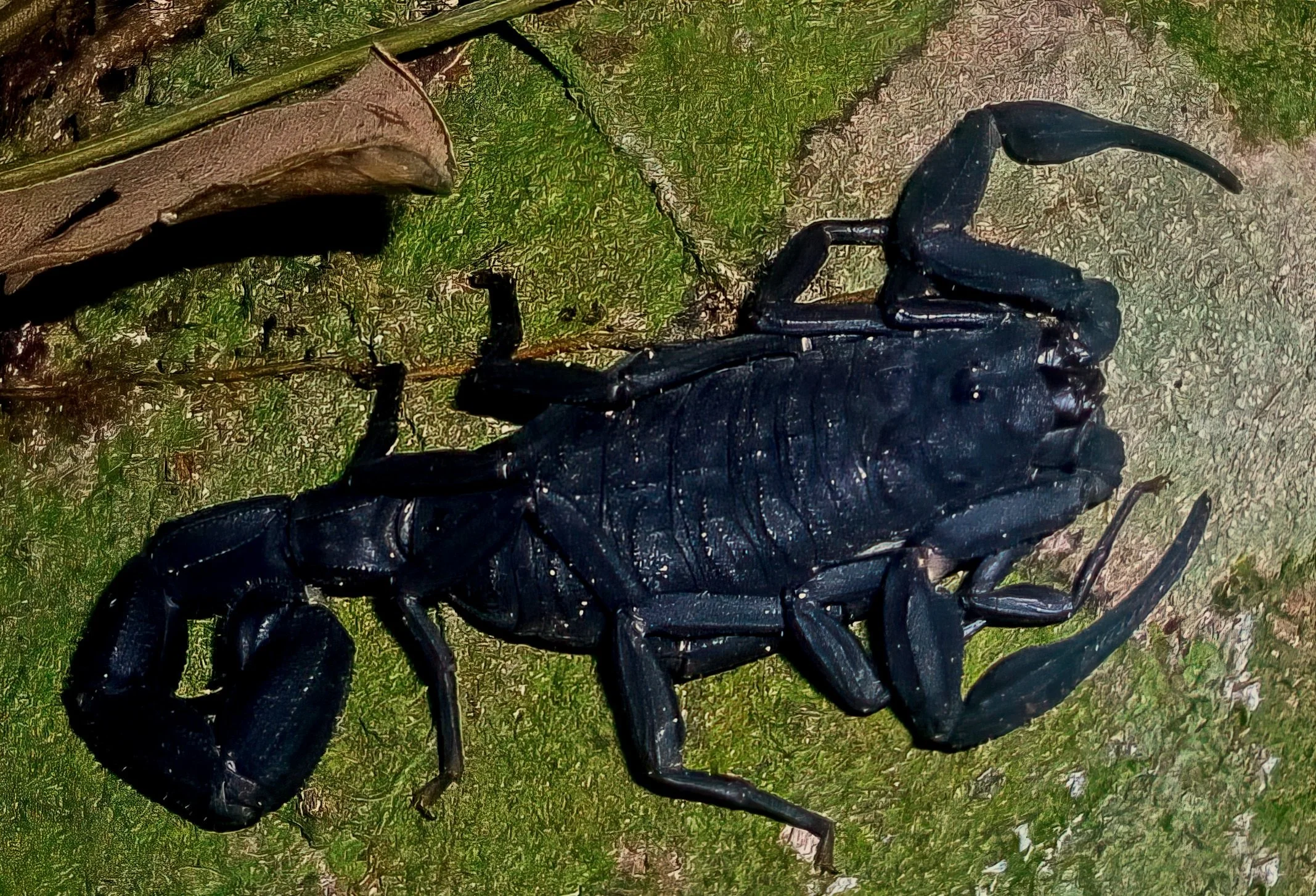 Jay Vannini and friends' close encounters with many remarkable spider and scorpion species ...
