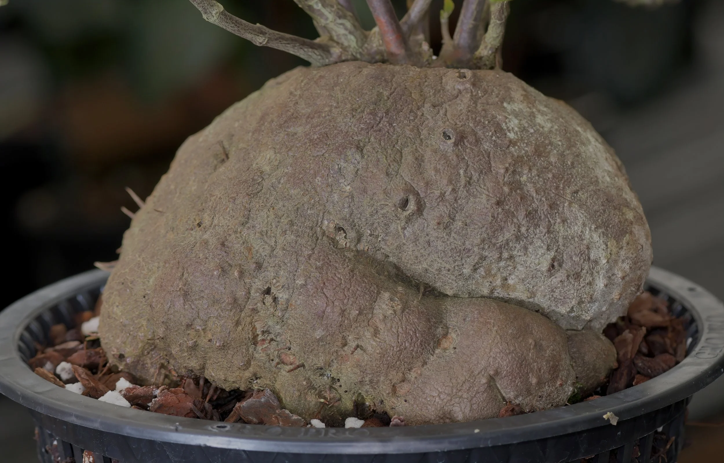 Rare Caudexed Ant Plants (Hydnophytinae) in Cultivation — Exotica Esoterica