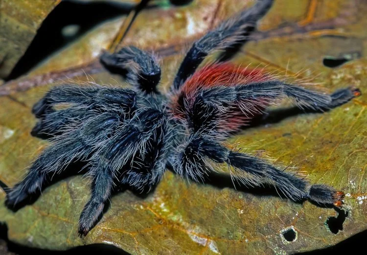 Bill Lamar searches for Tarantulas, Scorpions and Bullet Ants in the ...