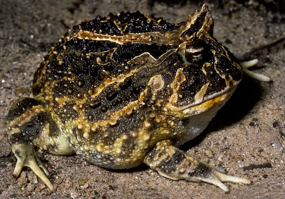 Cannibal Frogs: Horned Frogs, Darth Vaders & Dragons — Exotica Esoterica