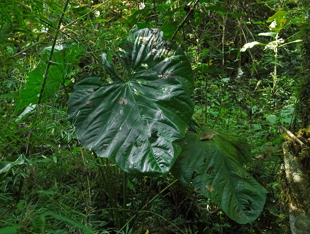 Giant Anthurium Species in Nature and Cultivation — Exotica Esoterica