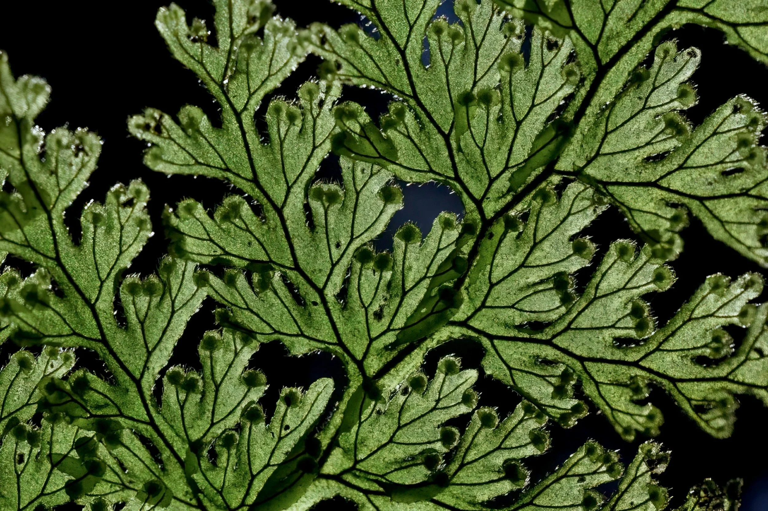 Growing filmy ferns (Hymenophyllaceae: Trichomanes and Hymenophyllum ...