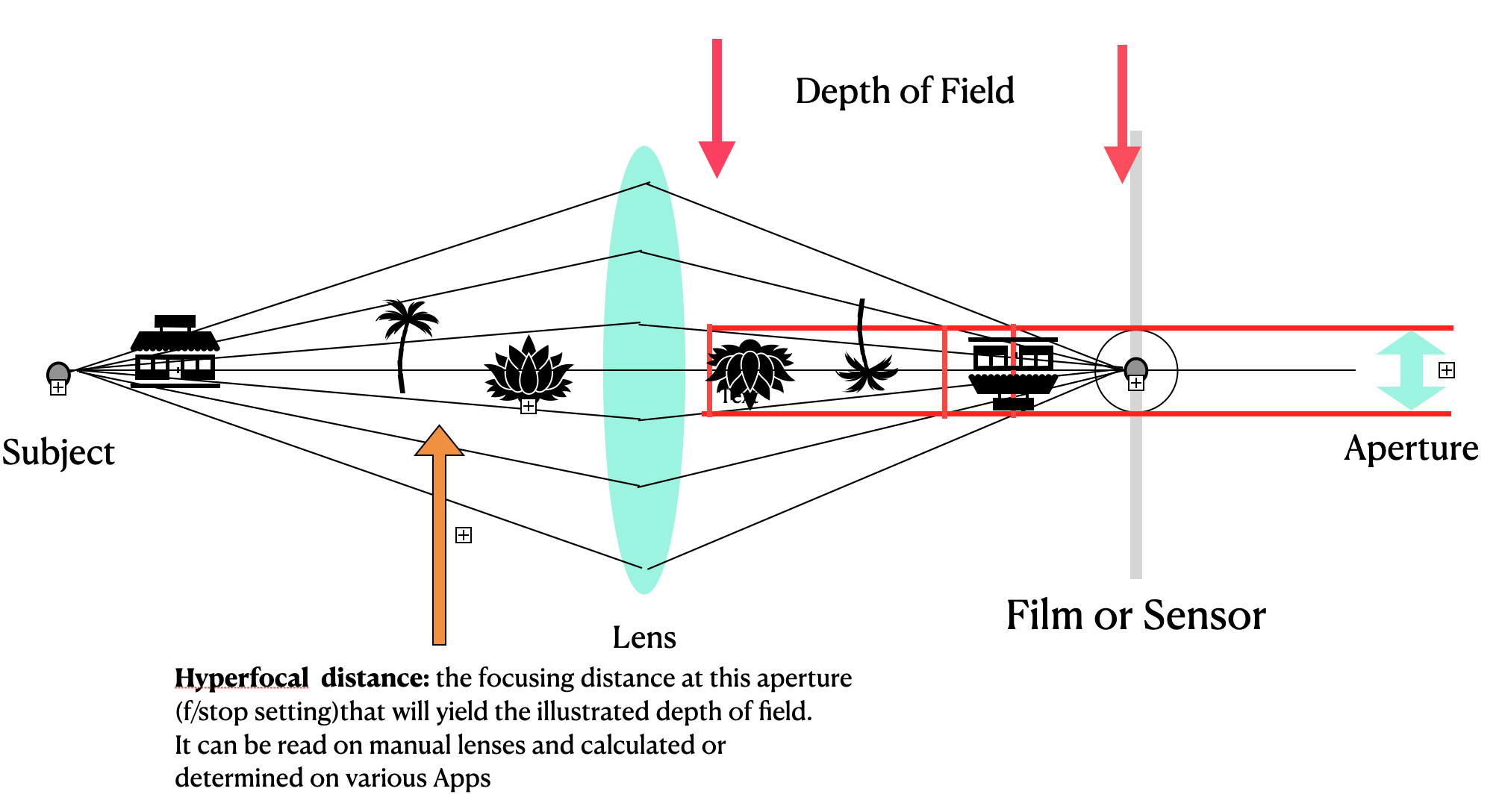 Understanding Depth of Field in Nature Photography — Exotica Esoterica