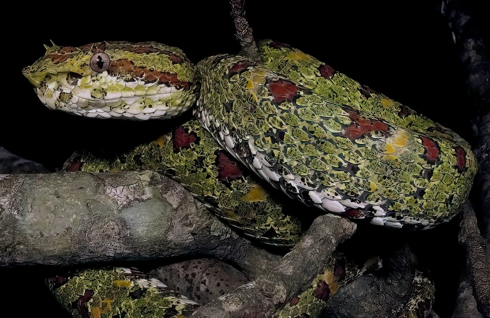 A close look at New World tropical pitvipers, including the most ...