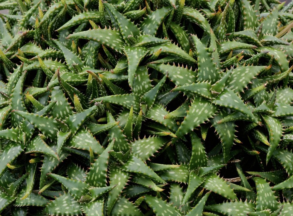 A close look and Fantasy and tabletop aloes, including species and ...