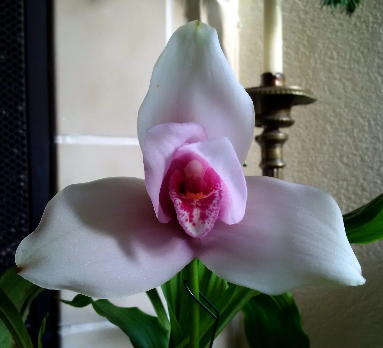 Guatemala's national flower in nature and cultivation. Jay Vannini on ...