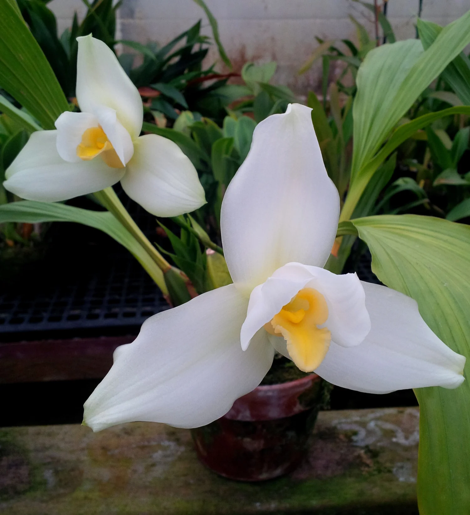 Guatemala's national flower in nature and cultivation. Jay Vannini on ...