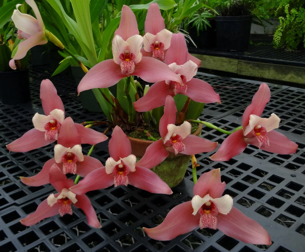 Guatemala's national flower in nature and cultivation. Jay Vannini on ...
