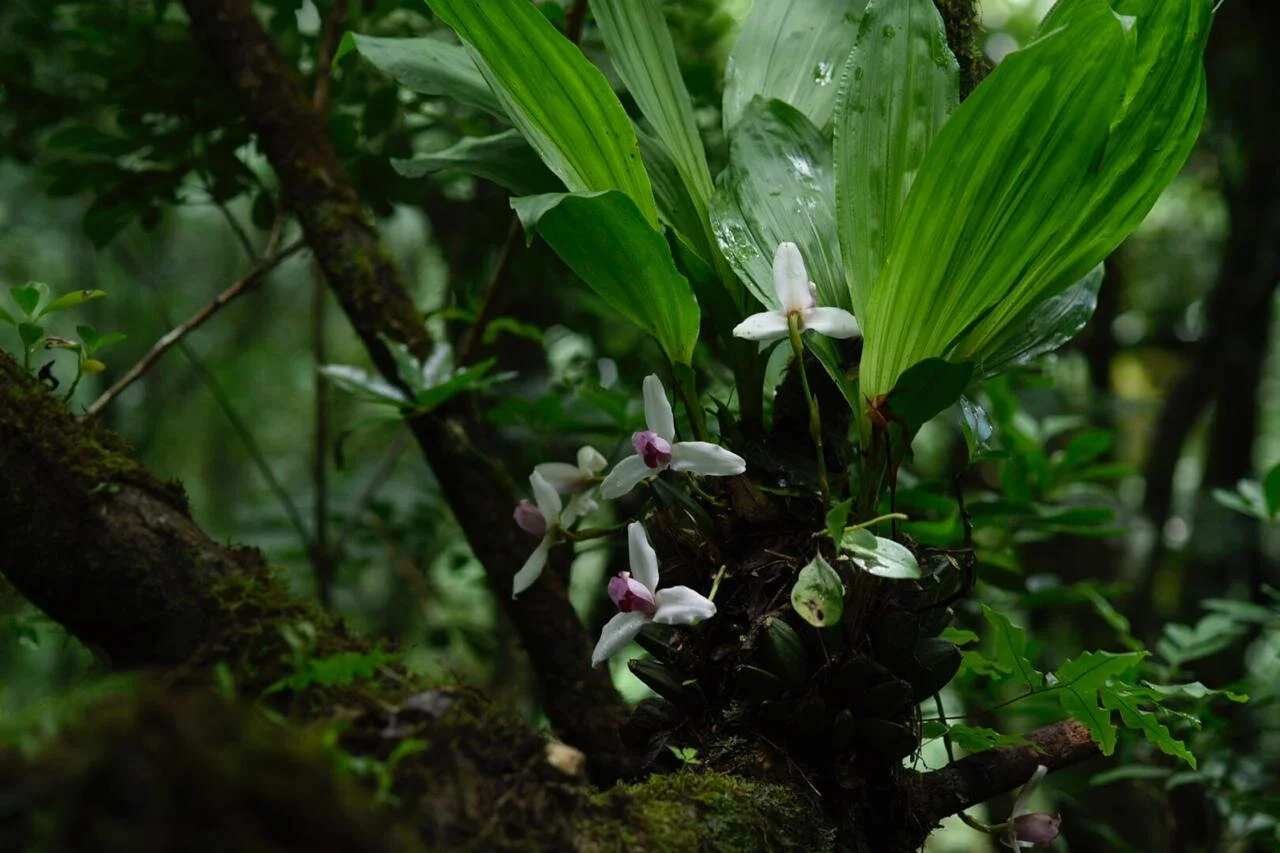Guatemala's national flower in nature and cultivation. Jay Vannini on ...