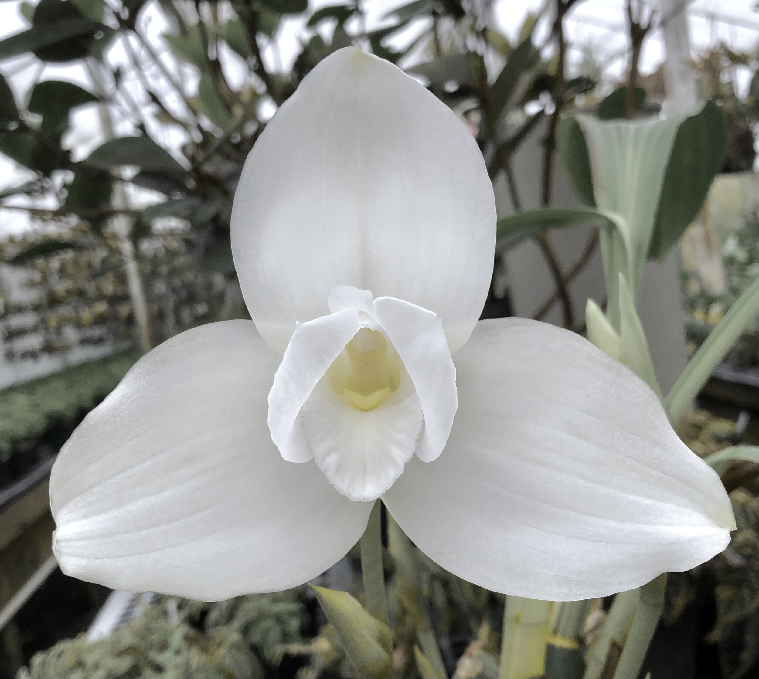 Guatemala's national flower in nature and cultivation. Jay Vannini on ...