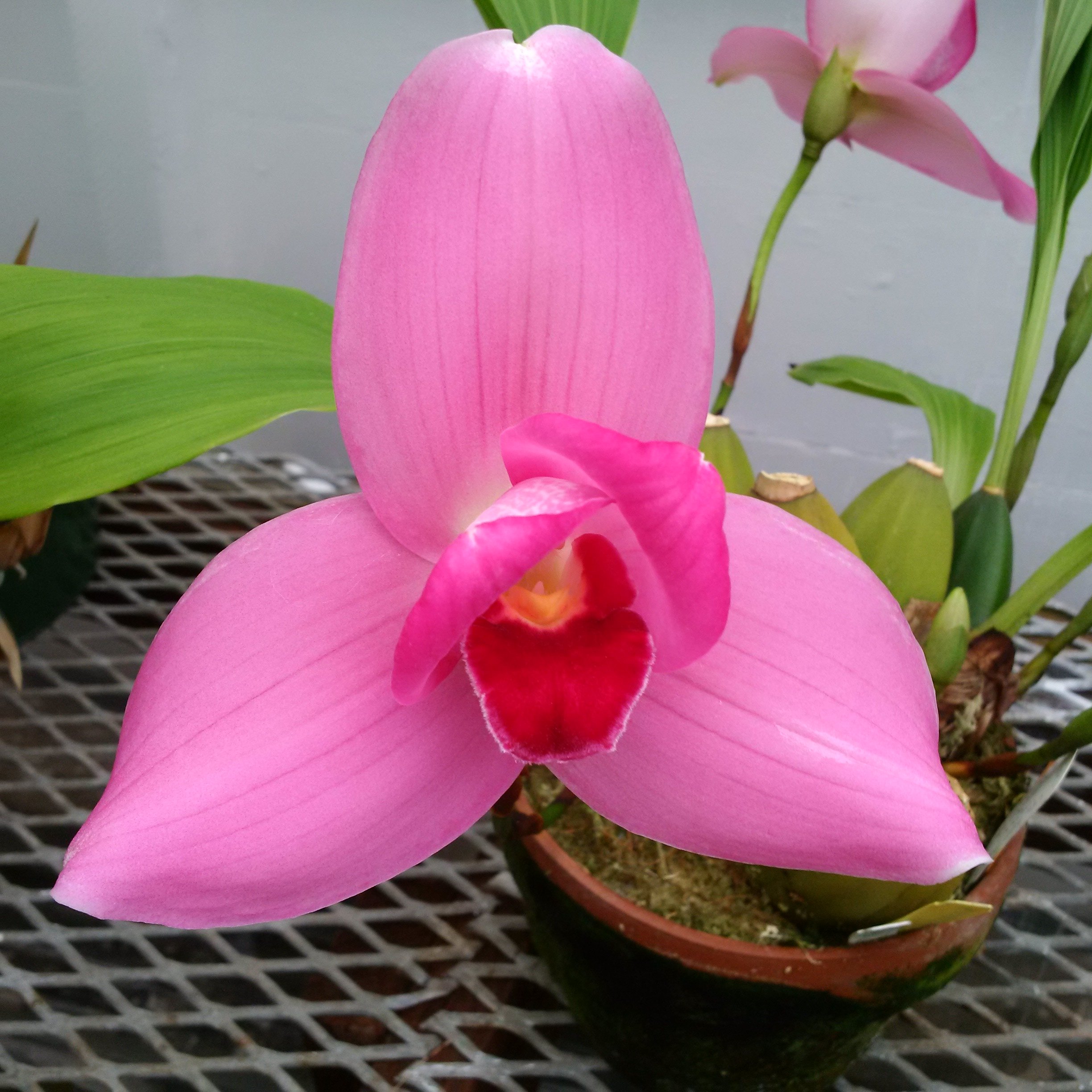 Guatemalan national flower in nature and cultivation. Jay Vannini on ...