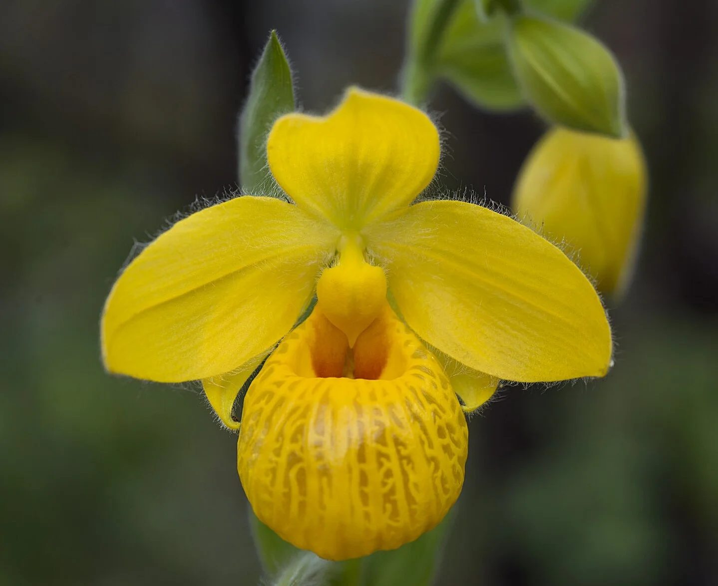 Jay Vannini on Cypripedium, Phragmipedium, Mexipedium and Selenipedium ...