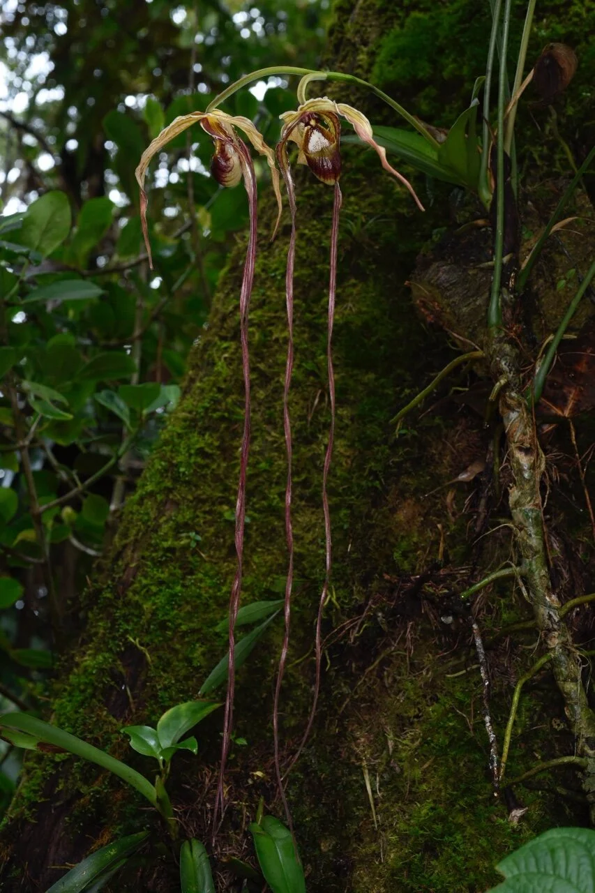 Jay Vannini on Cypripedium, Phragmipedium, Mexipedium and Selenipedium ...