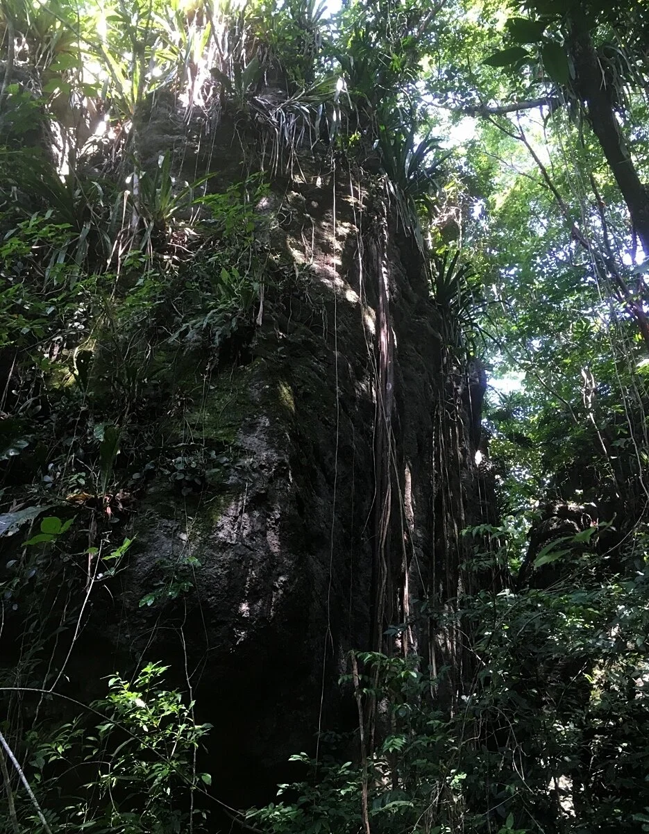 Jay Vannini on Cypripedium, Phragmipedium, Mexipedium and Selenipedium ...
