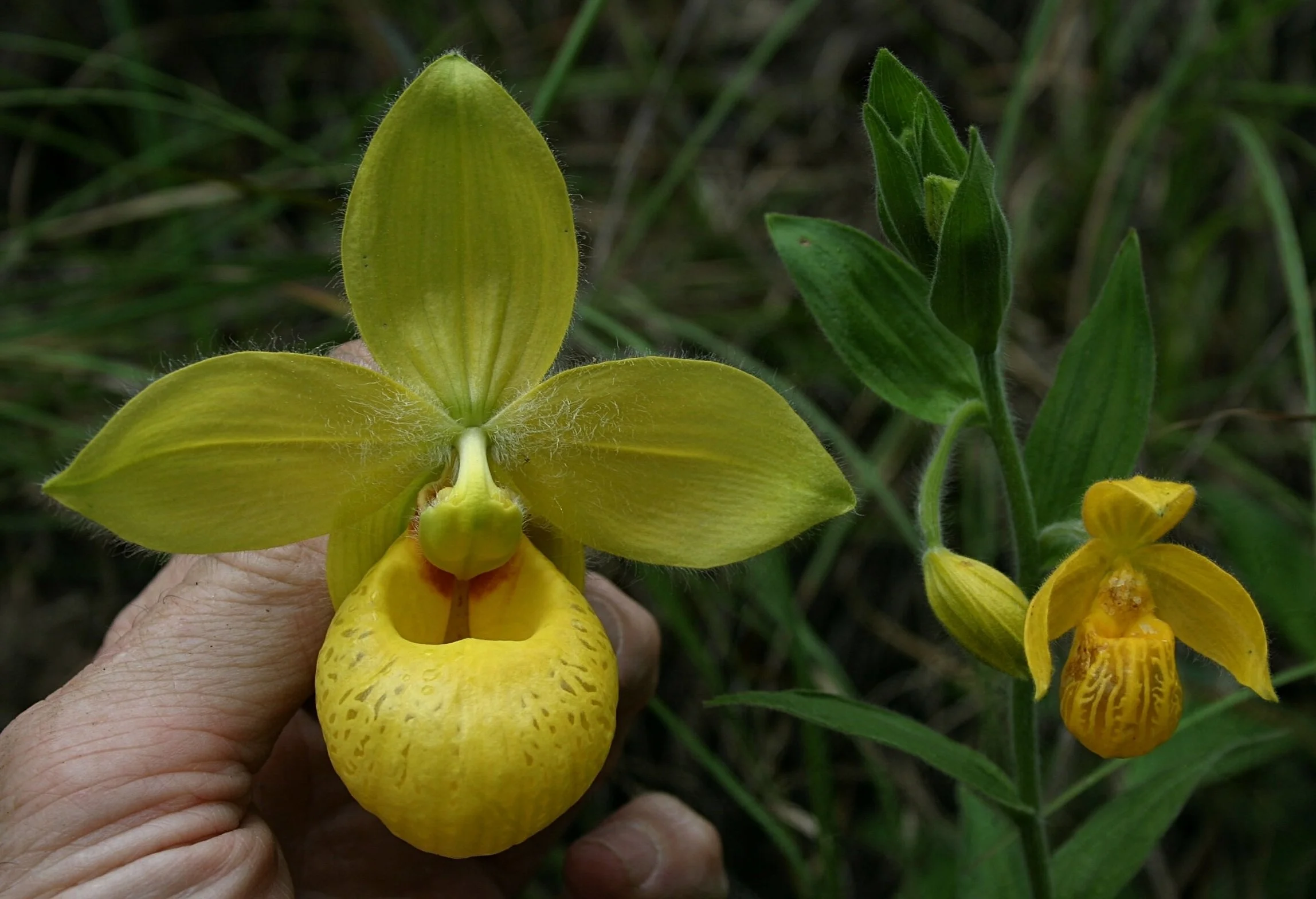Jay Vannini on Cypripedium, Phragmipedium, Mexipedium and Selenipedium ...