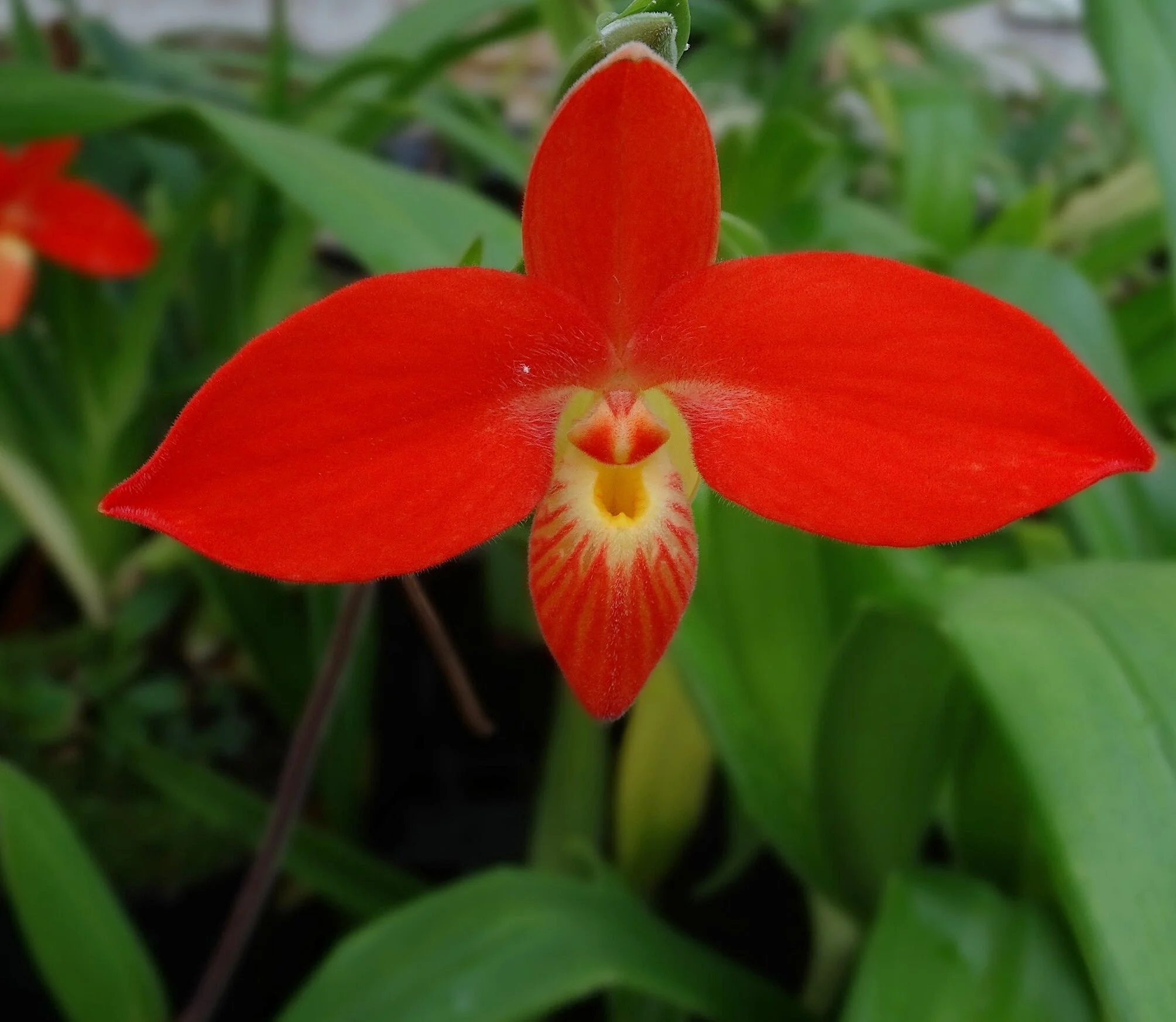 Jay Vannini on Cypripedium, Phragmipedium, Mexipedium and Selenipedium ...