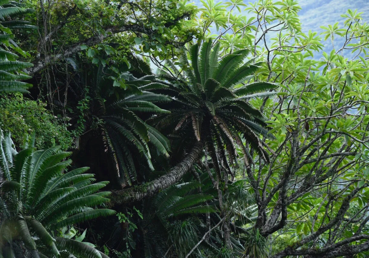 Central American and Panamanian Cycads in Field and Greenhouse ...