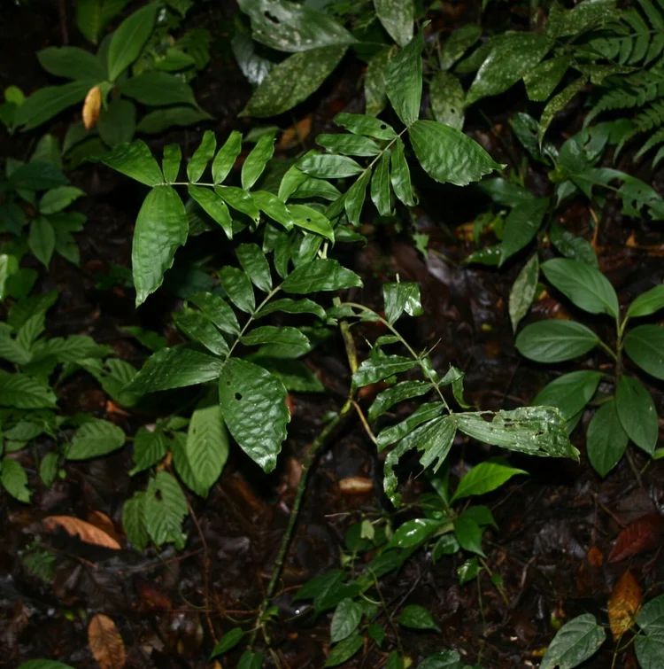 Jay Vannini on cloud forest palms of México and Central America ...