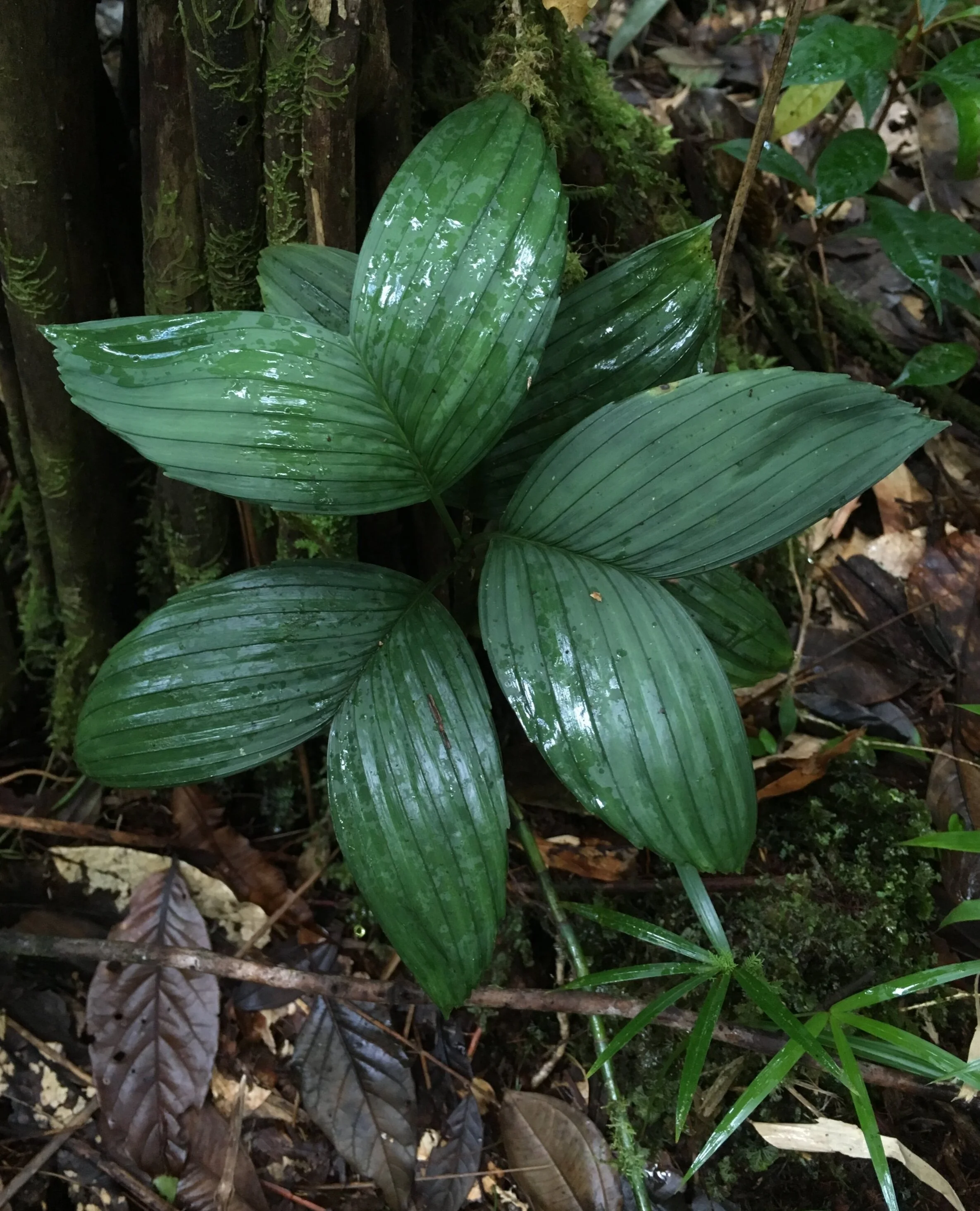 Jay Vannini on cloud forest palms of México and Central America ...