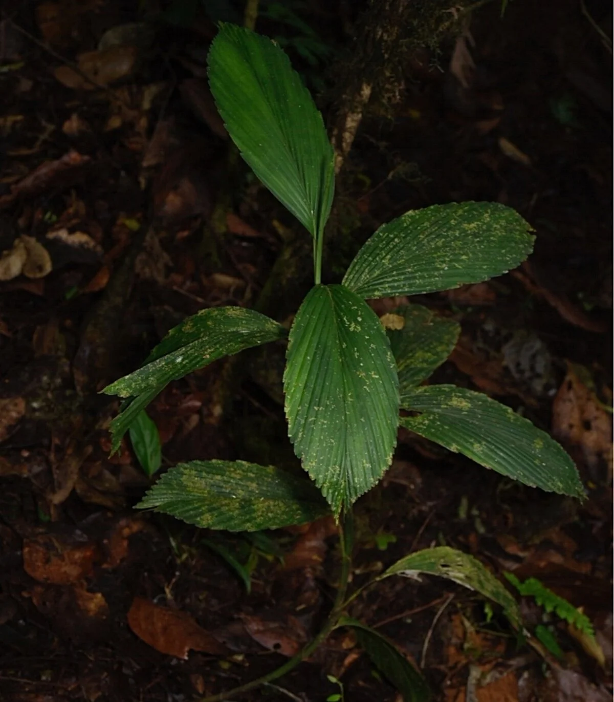 Jay Vannini on cloud forest palms of México and Central America ...