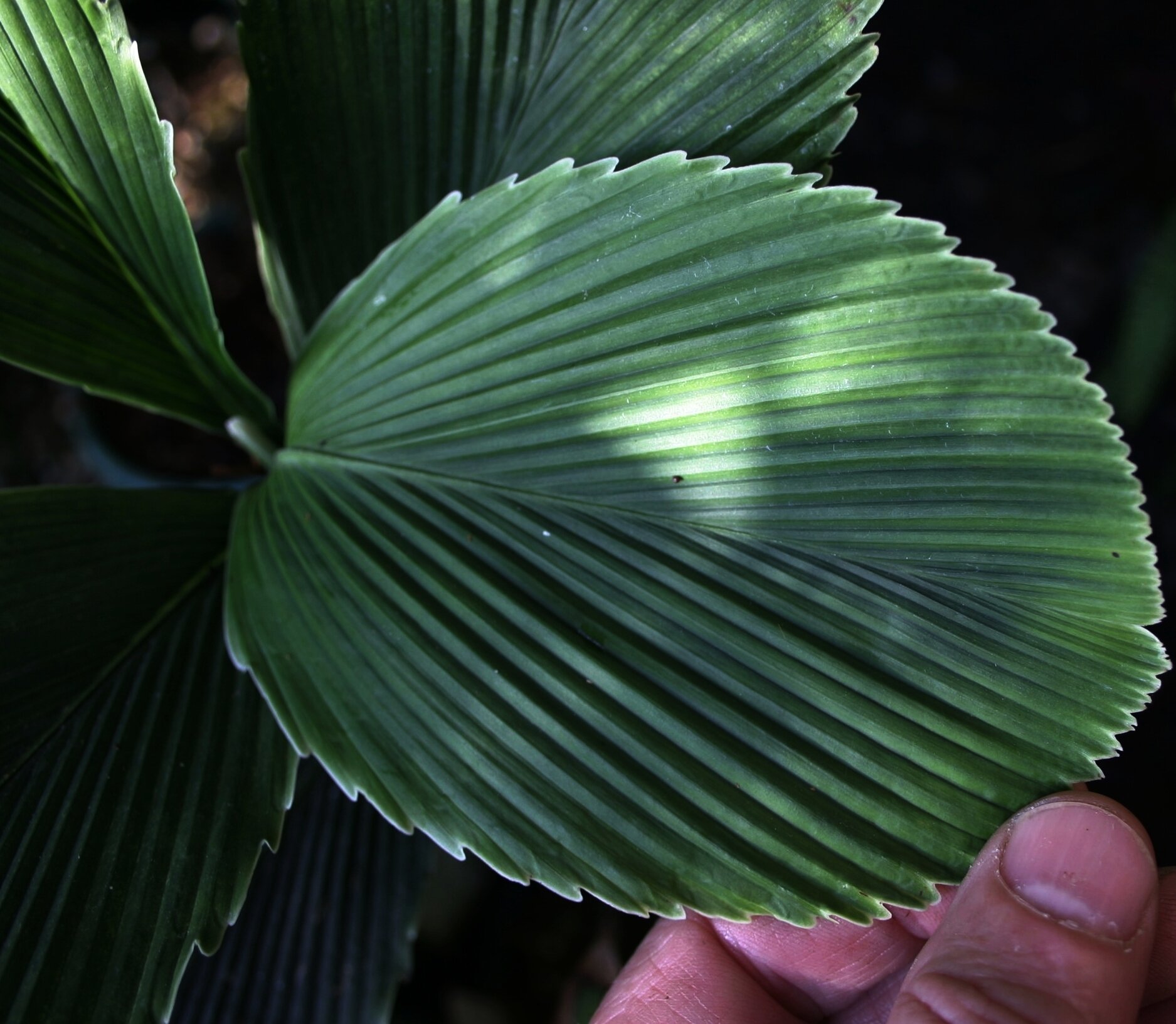Jay Vannini on cloud forest palms of México and Central America ...