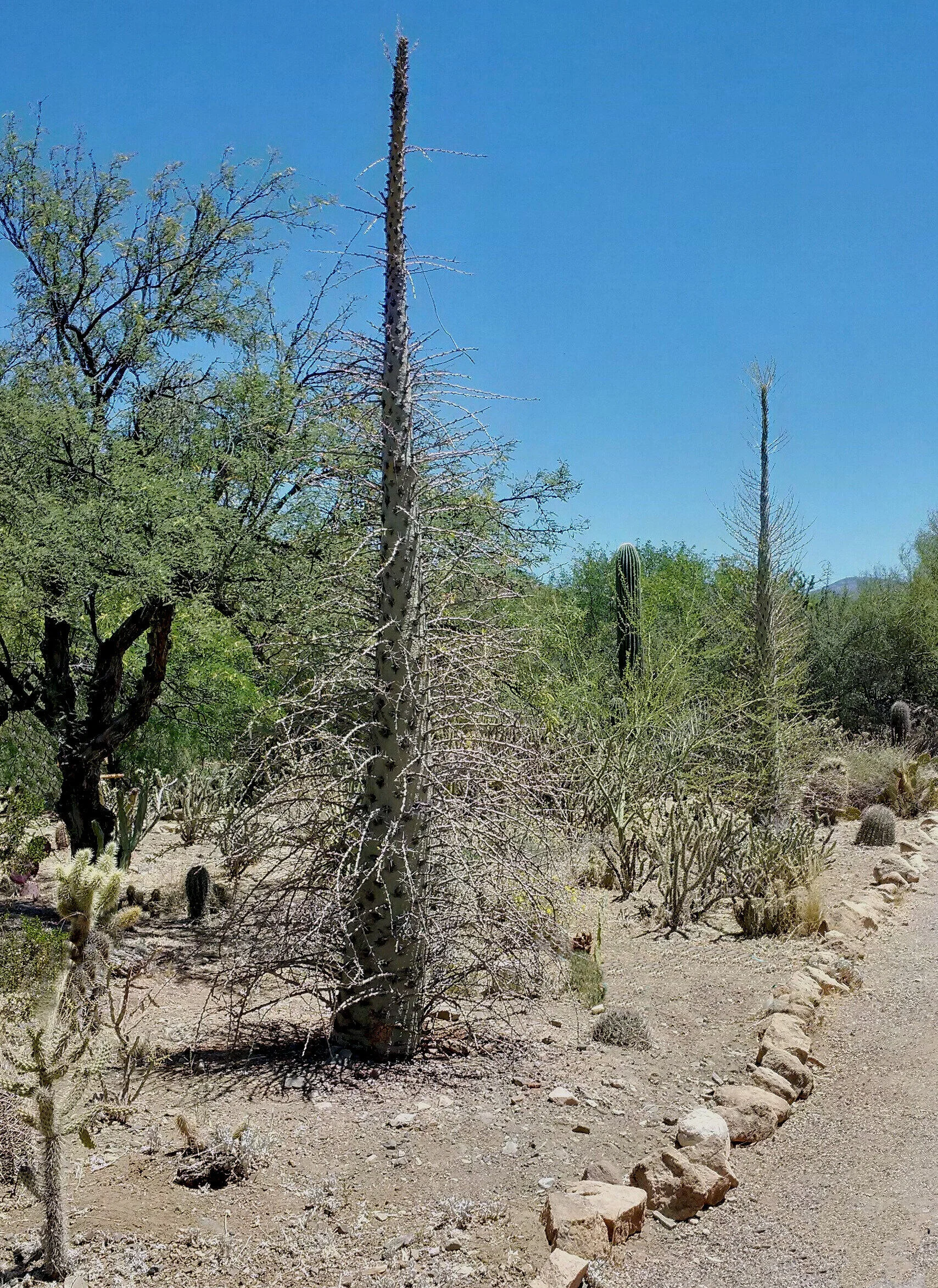 On the Pleasures (and Perils) of Captive Boojums — Exotica Esoterica