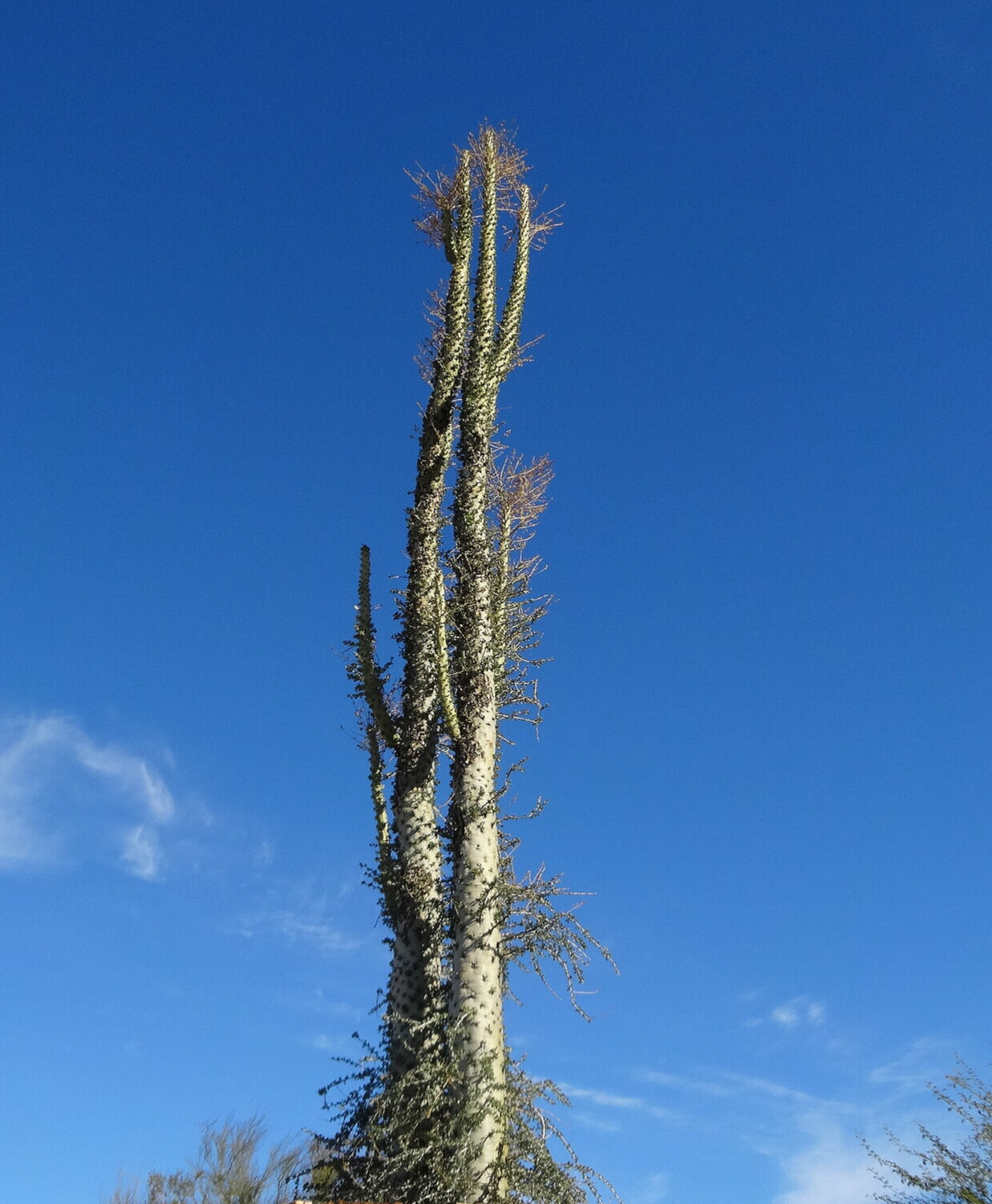 On the Pleasures (and Perils) of Captive Boojums — Exotica Esoterica