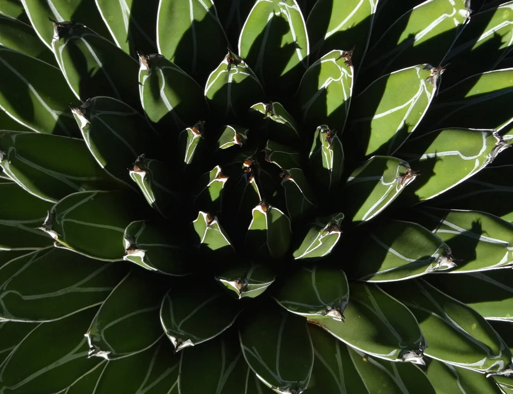 The White-striped Agaves: A Gallery of Desert Dazzle — Exotica Esoterica