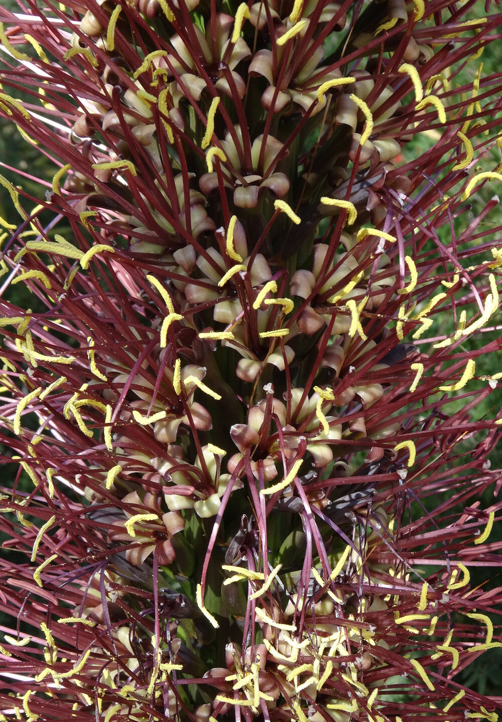 The White-striped Agaves: A Gallery of Desert Dazzle — Exotica Esoterica