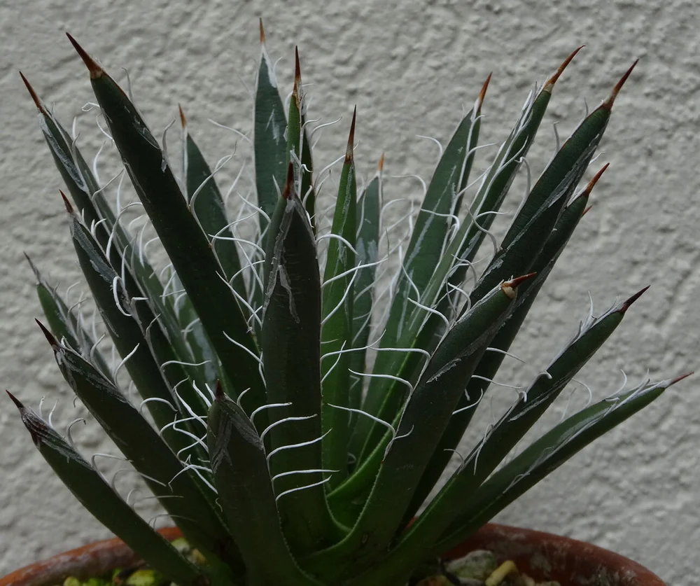 The White-striped Agaves: A Gallery of Desert Dazzle — Exotica Esoterica