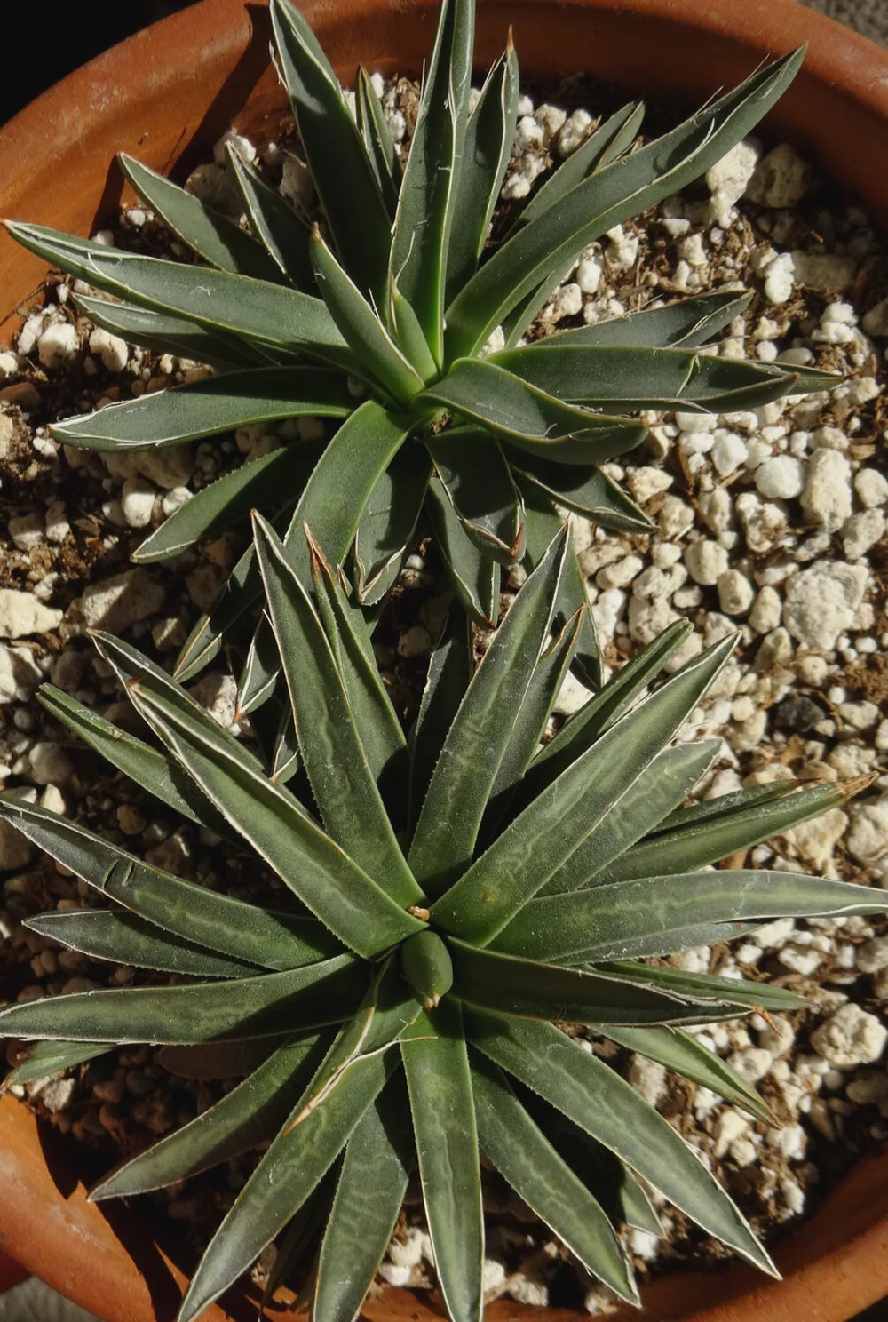 The White-striped Agaves: A Gallery of Desert Dazzle — Exotica Esoterica