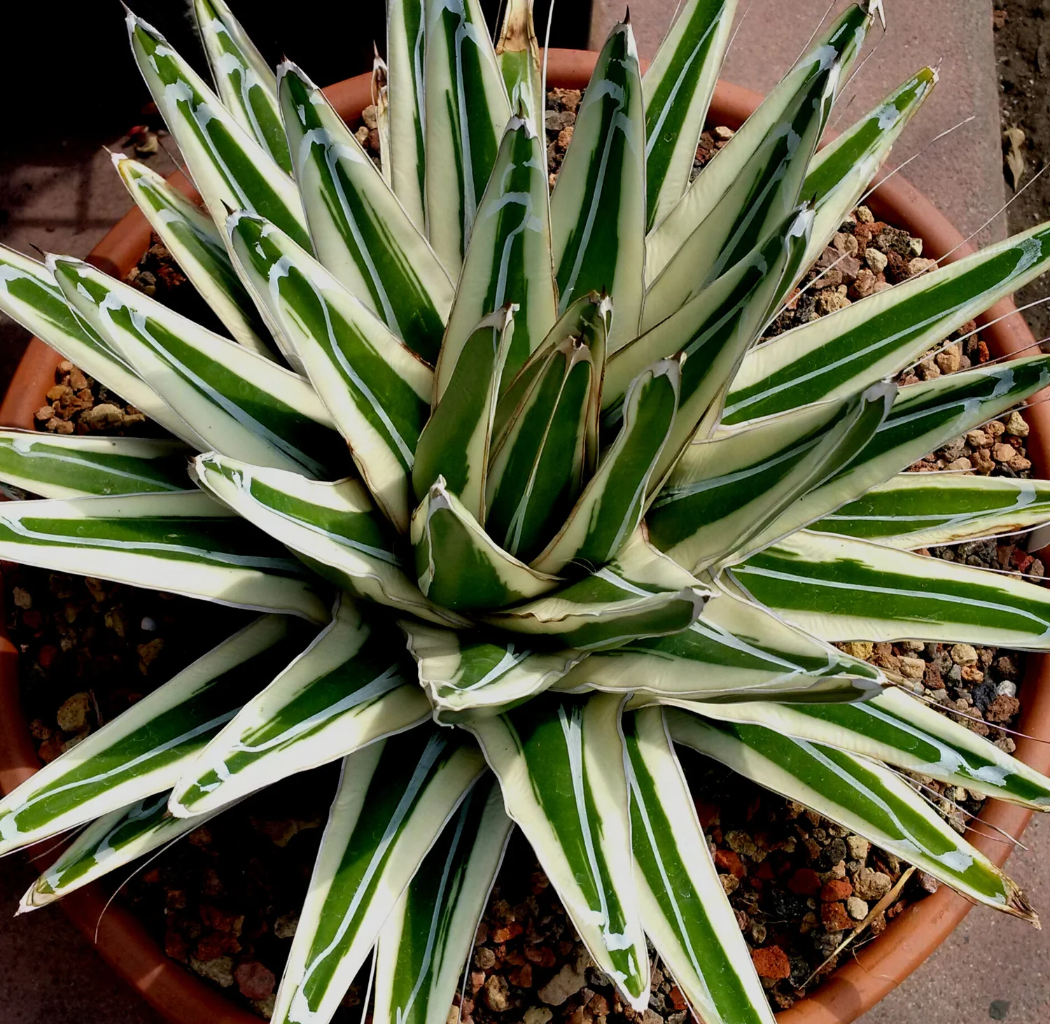 The White-striped Agaves: A Gallery of Desert Dazzle — Exotica Esoterica