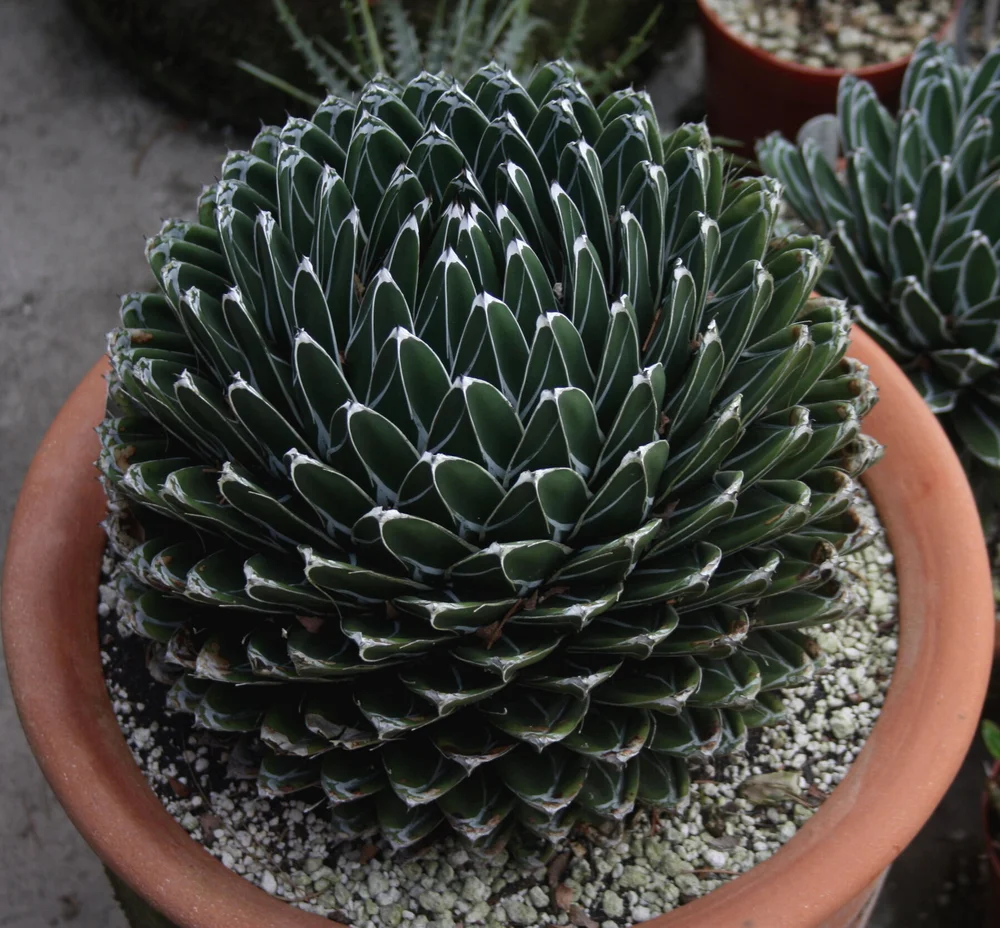 The White-striped Agaves: A Gallery of Desert Dazzle — Exotica Esoterica