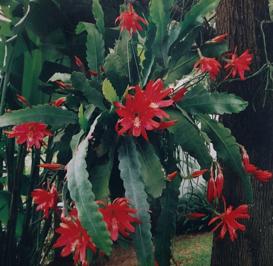 The cloud forest species of disocacti with colored flowers shown in ...