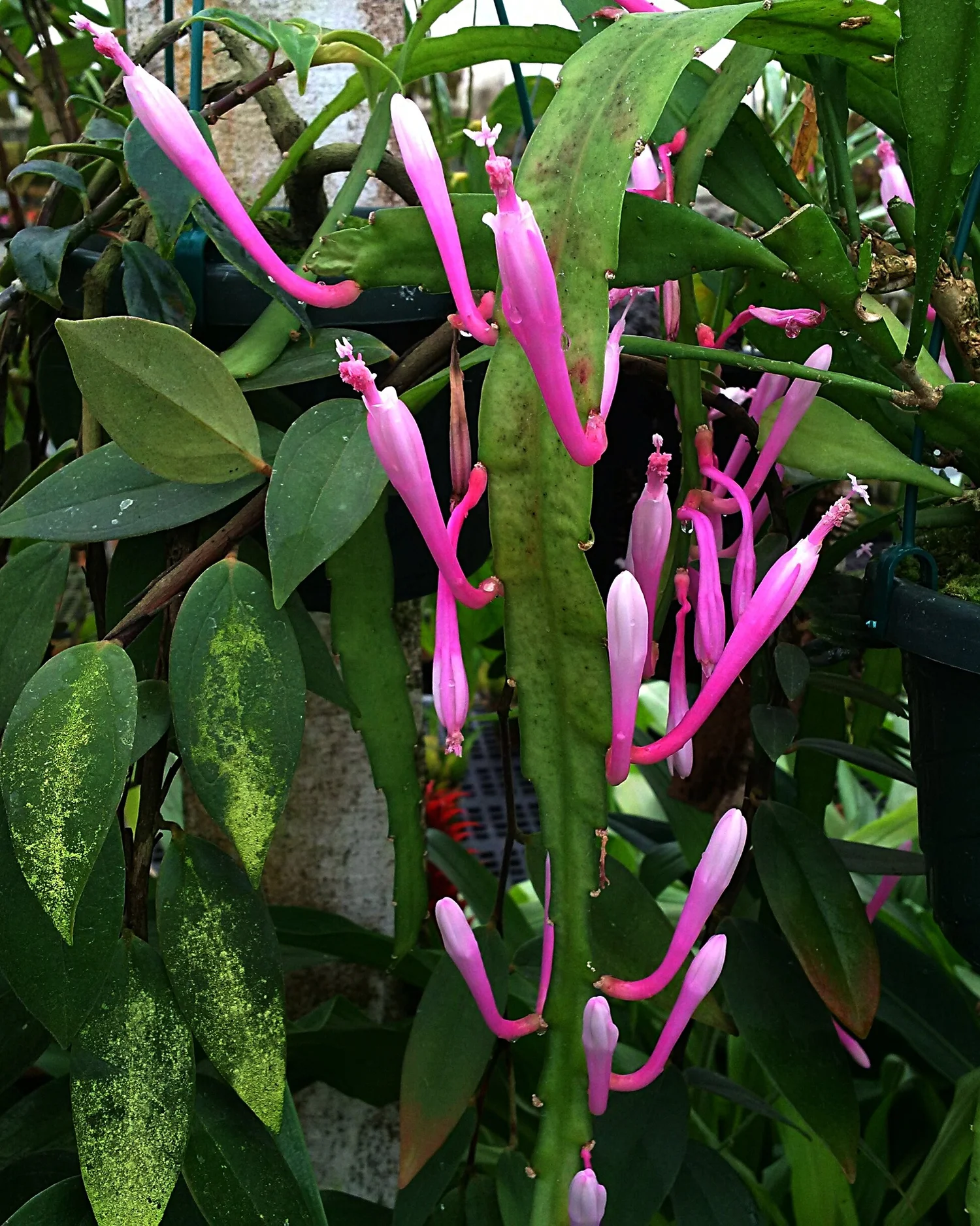 The cloud forest species of Mesoamerican Disocactus with colored ...