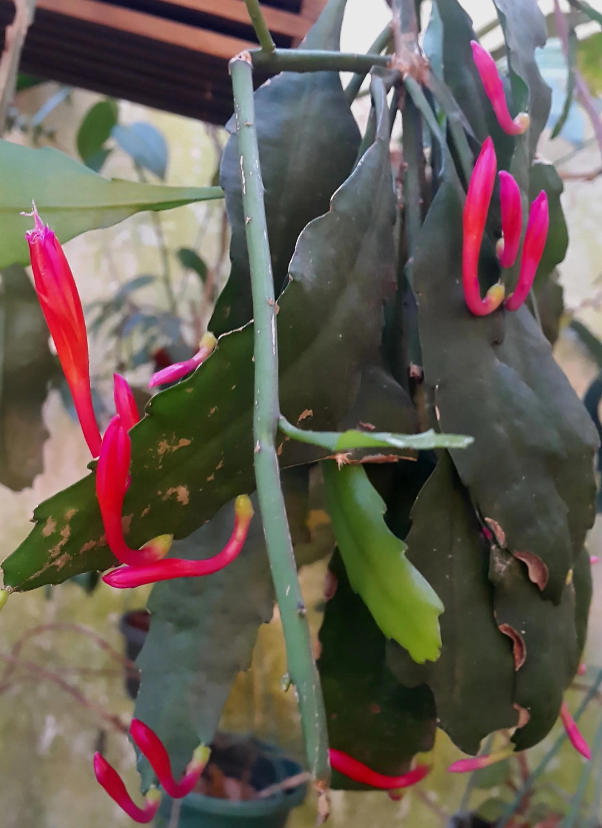 The cloud forest species of disocacti with colored flowers shown in ...