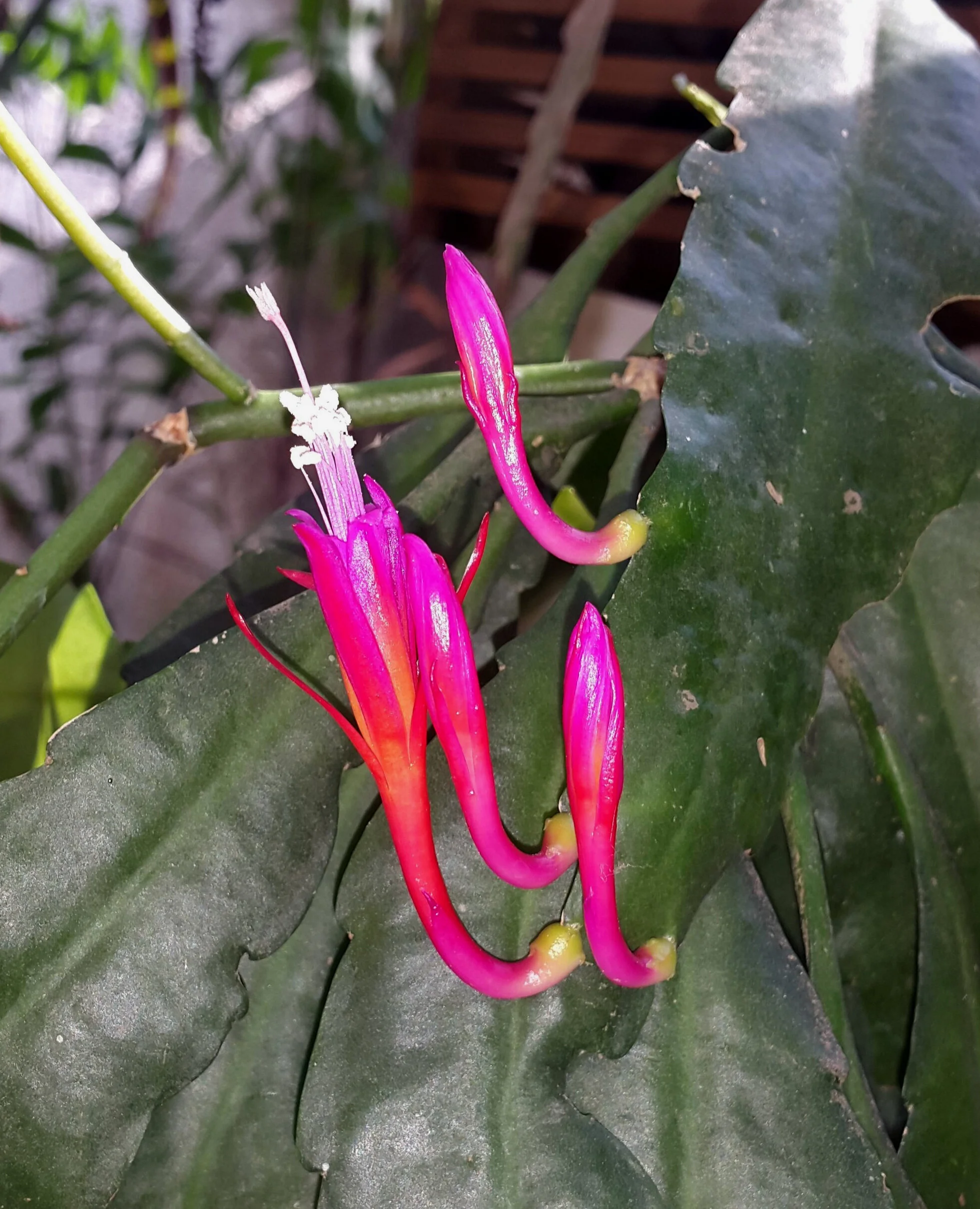 The cloud forest species of disocacti with colored flowers shown in ...