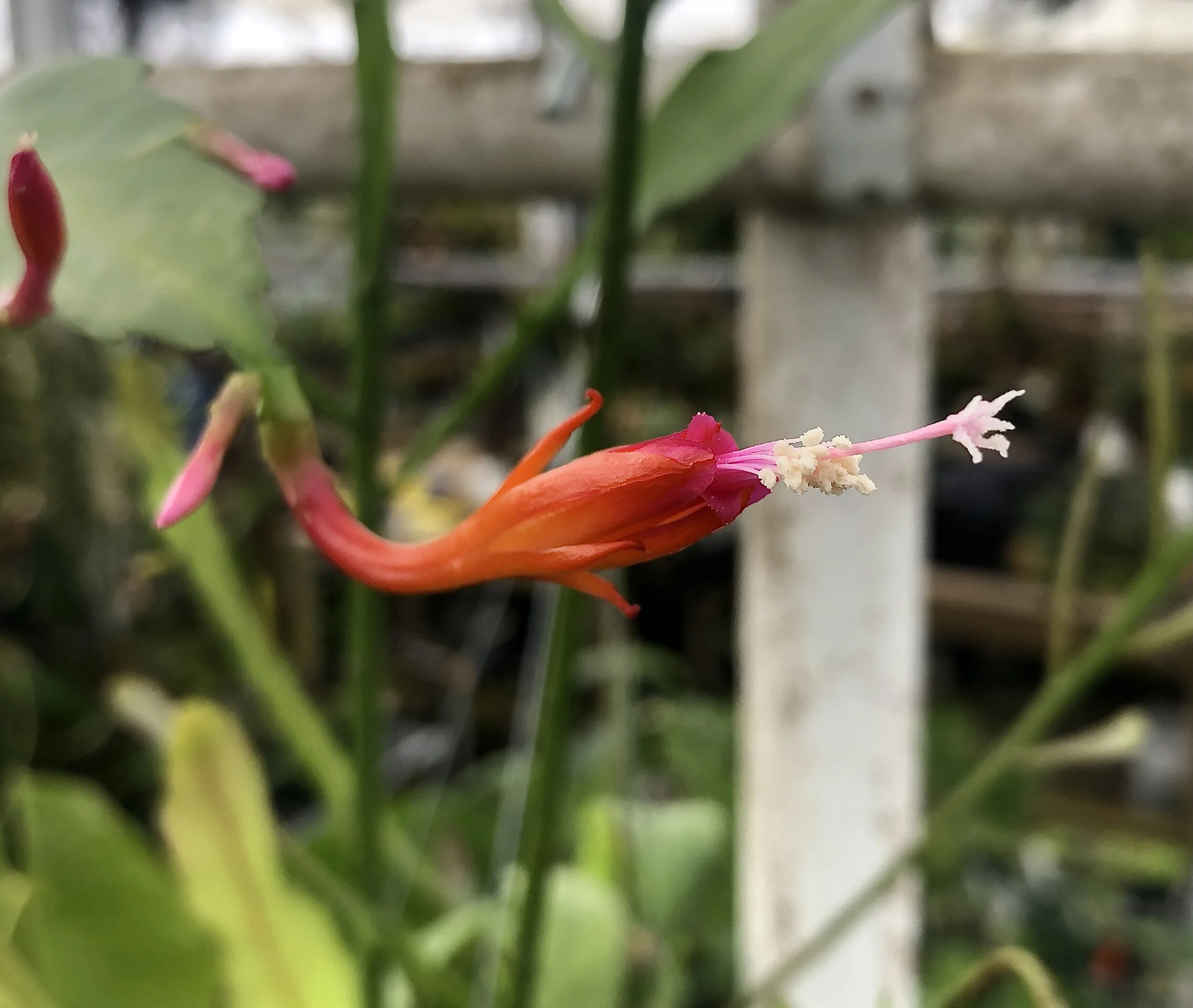 The cloud forest species of disocacti with colored flowers shown in ...