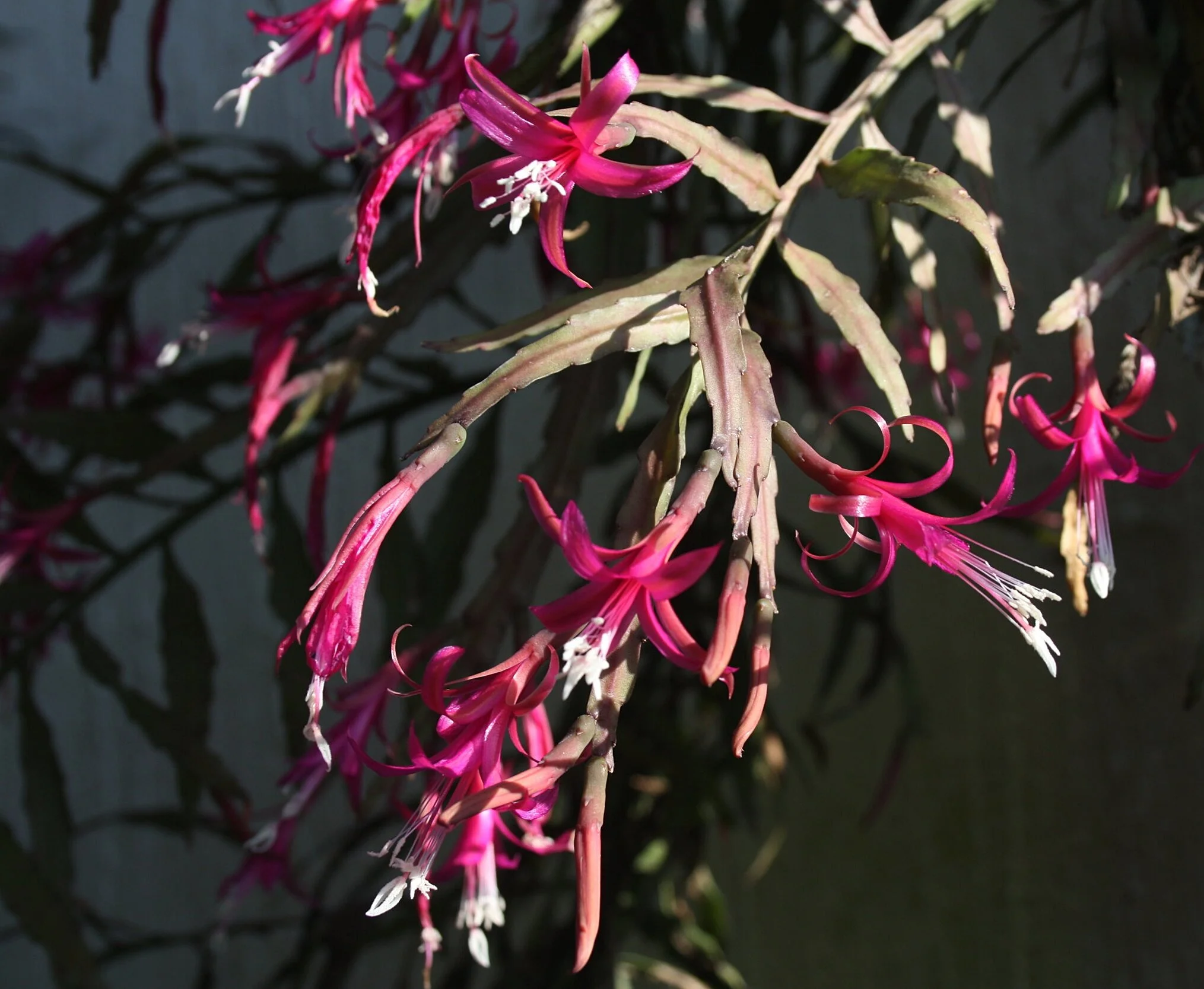 The cloud forest species of disocacti with colored flowers shown in ...