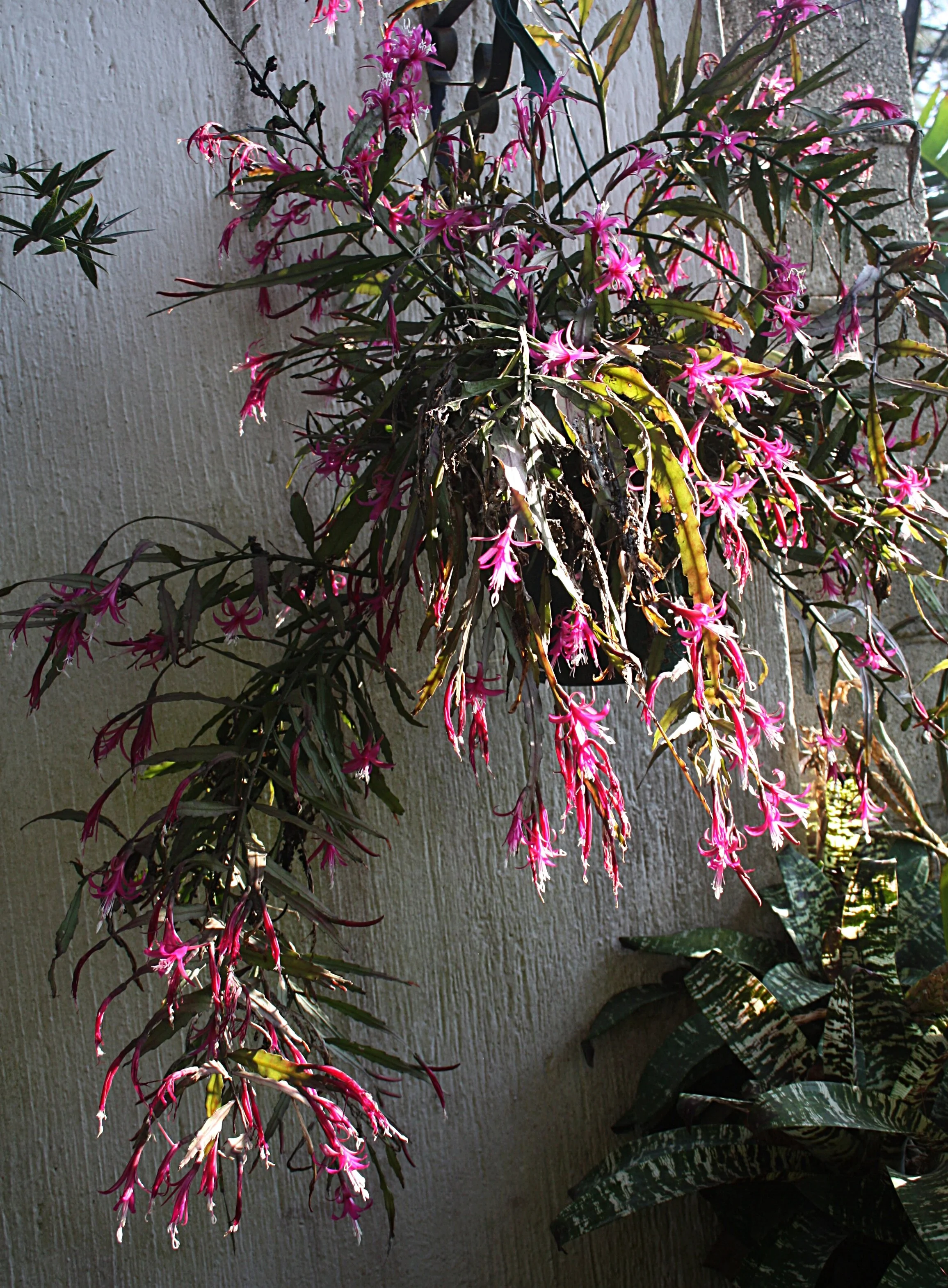 The cloud forest species of disocacti with colored flowers shown in ...