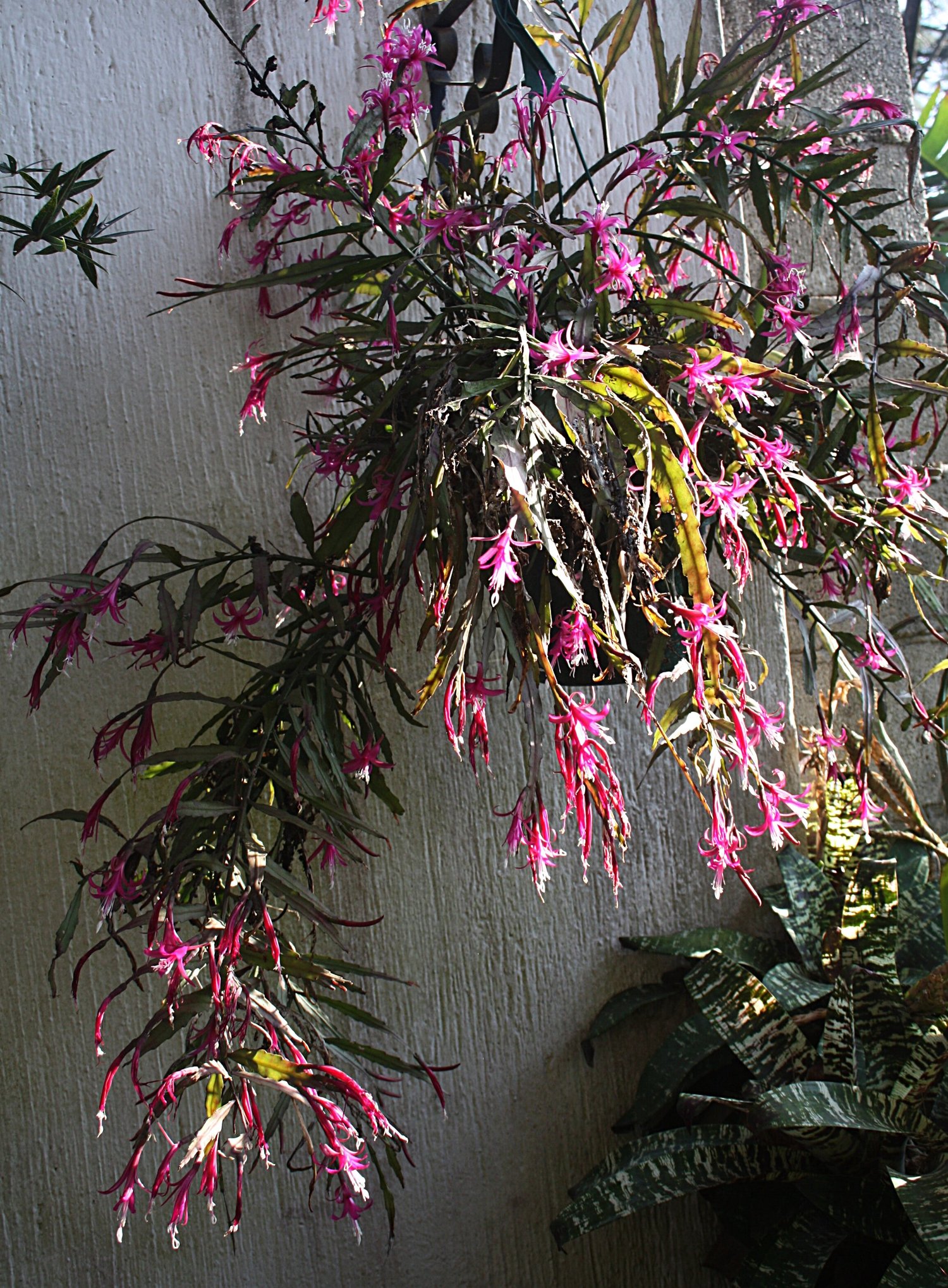 The cloud forest species of Mesoamerican Disocactus with colored ...